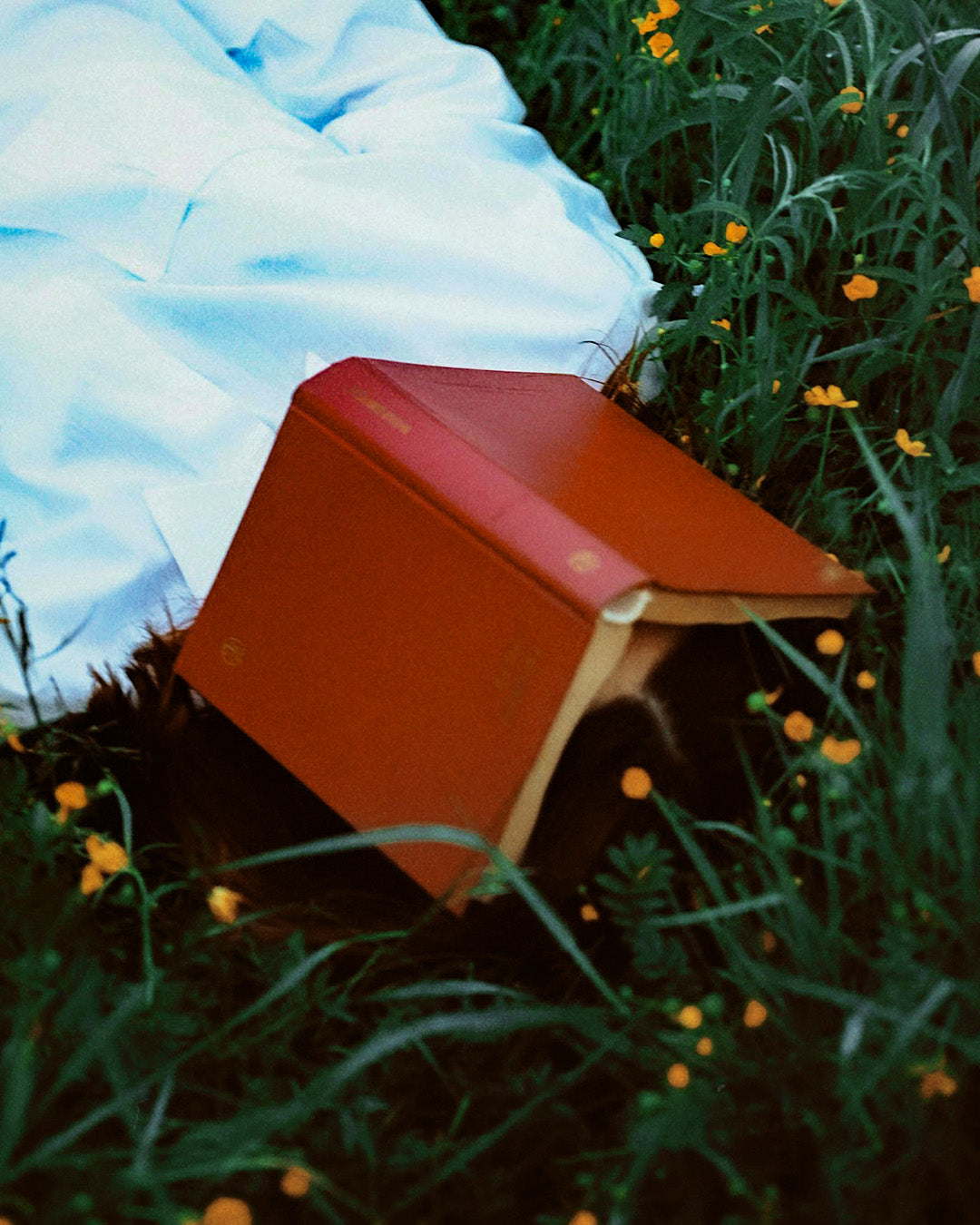 The Ultimate Glossary of Cannabis Definitions and Terms – Miss Grass